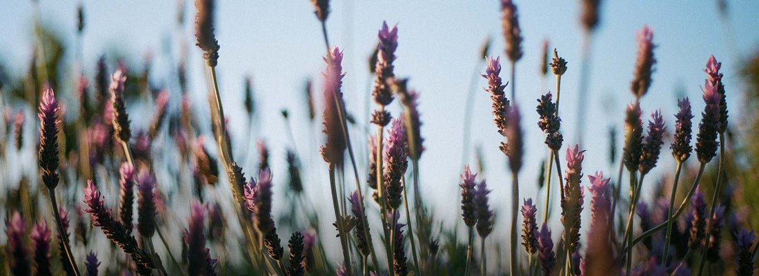 Soeder – Naturpflege und Basics für den Alltag