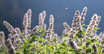 Soeder – Naturpflege und Basics für den Alltag